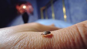 Hotel Bed Bug Inspection Guide | Detect & Prevent Bed Bugs