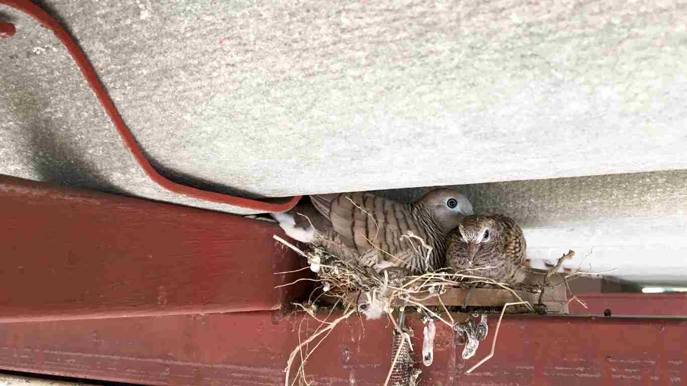 The Most Common Attic Animals in California