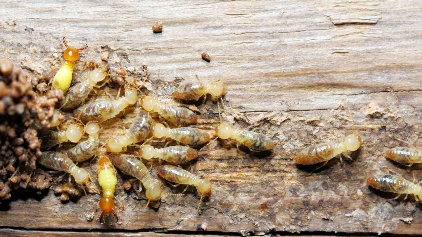 9 Warning Signs You Have Termites in Your Home