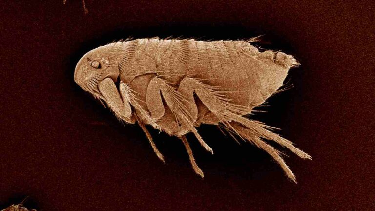 6 Telltale Signs of a Flea Infestation (and What to Do Next)
