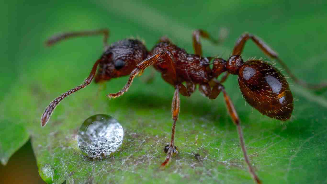 Different Types Of Ants In Sacramento | Ant Control Service