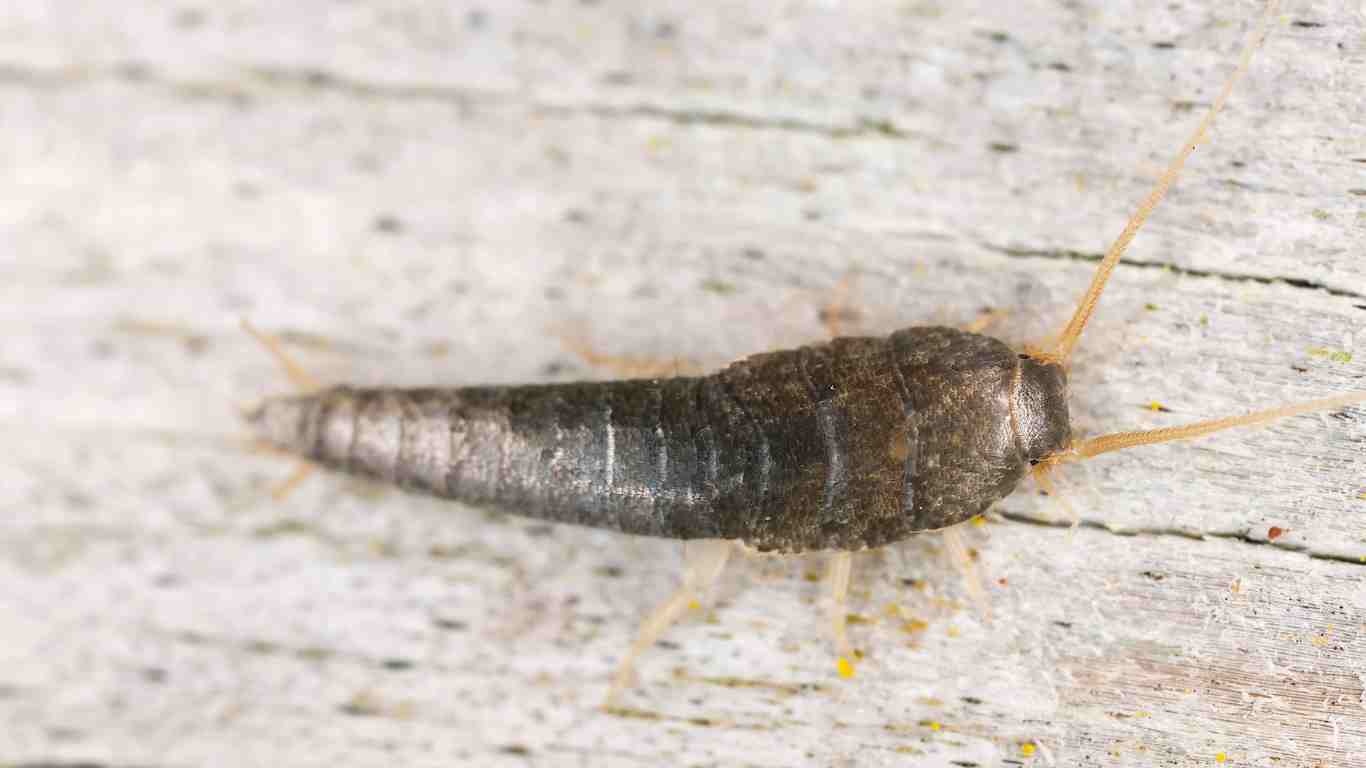 What are Silverfish and How to Get Rid of Them