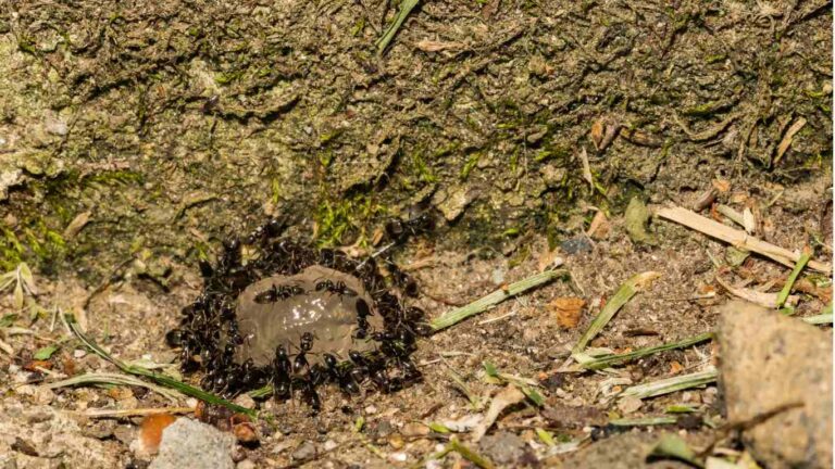 What Are Odorous House Ants and How do I Get Rid of Them