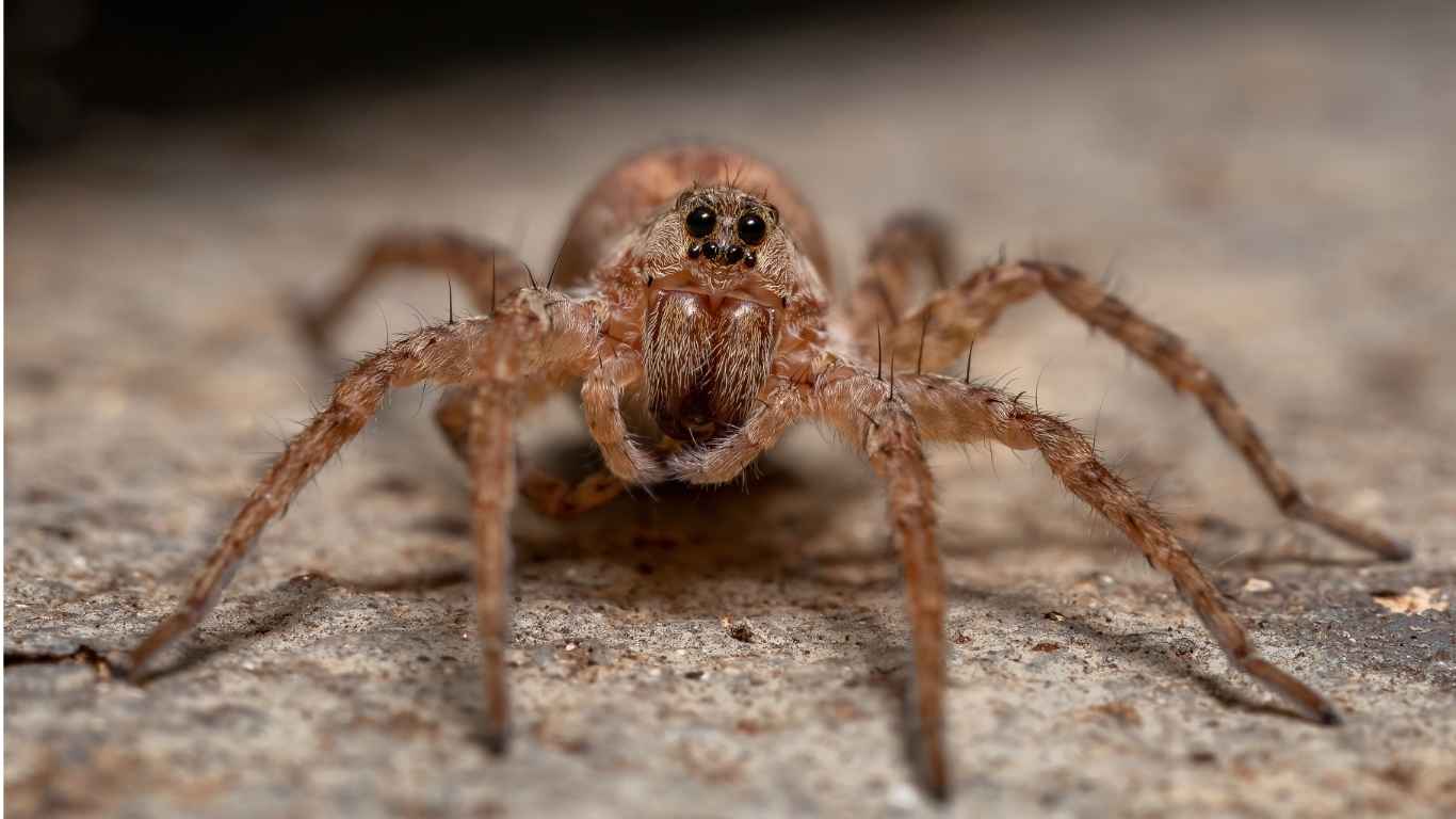 Wolf Spider - What You Need To Know