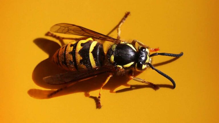 How to Identify and Get Rid of Yellow Jackets