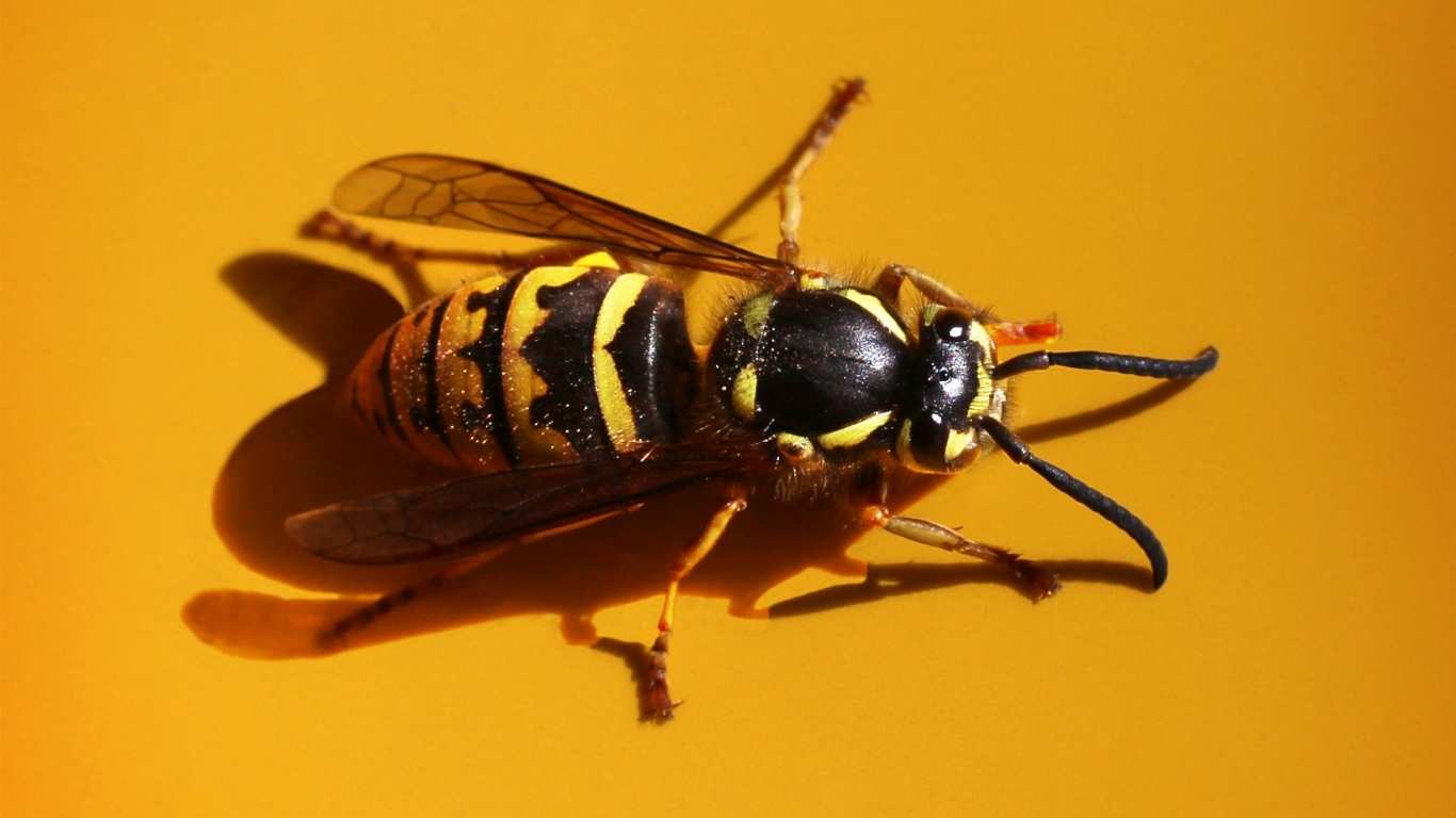 How to Identify and Get Rid of Yellow Jackets