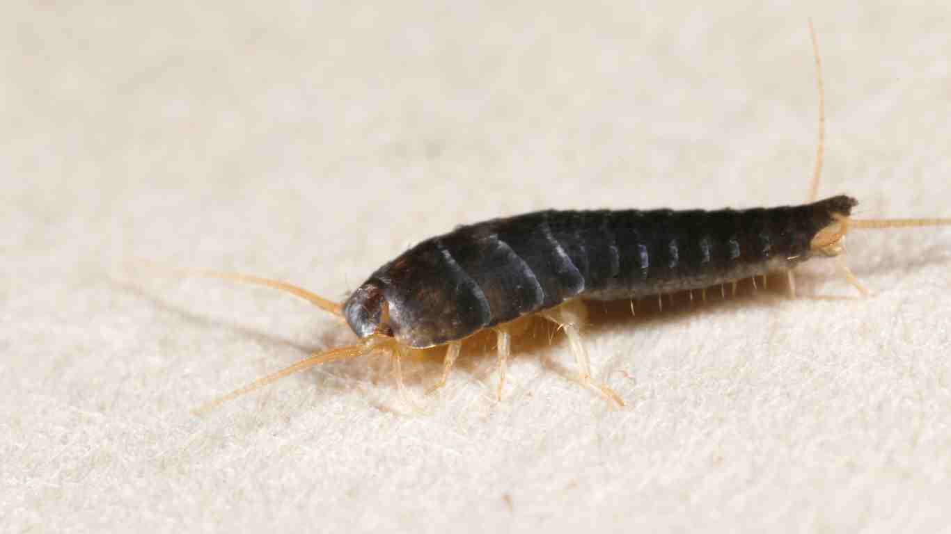 What are Silverfish and How to Get Rid of Them