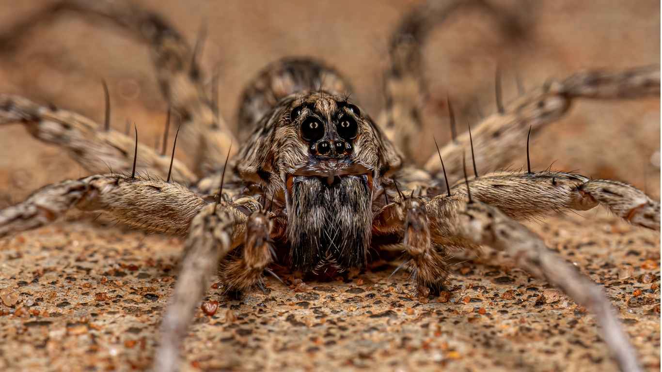 Wolf Spider - What You Need To Know