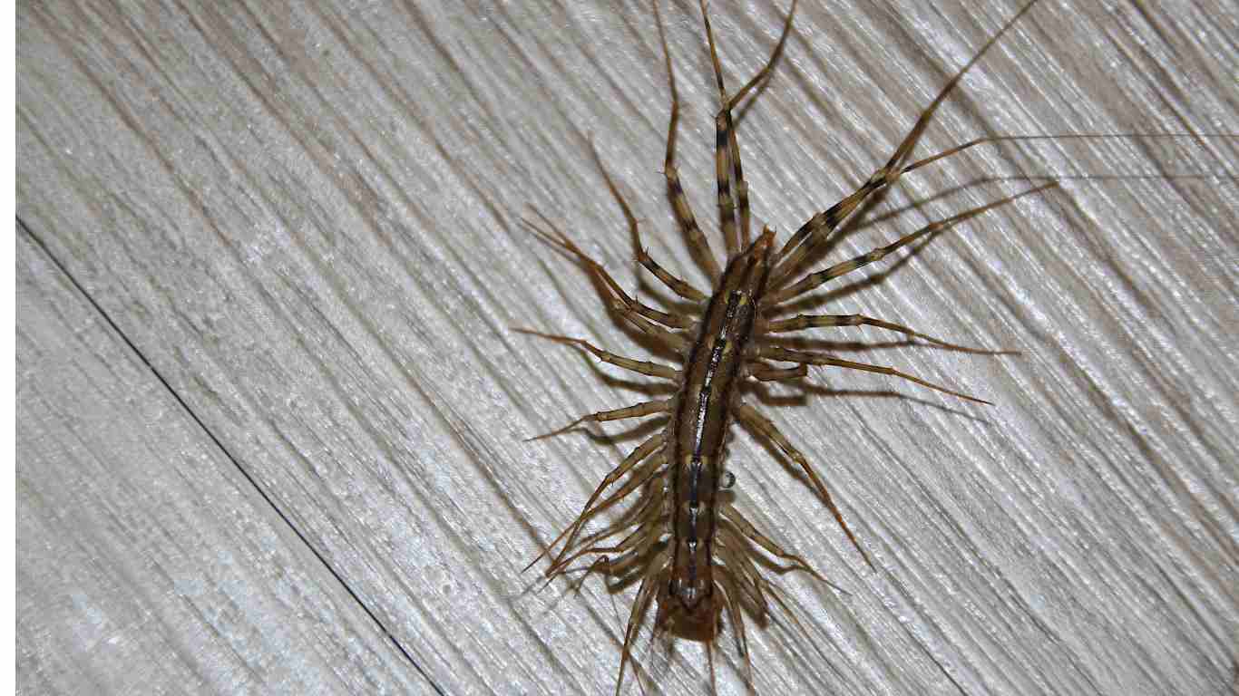 House Centipede. Facts, Bite, Behavior, and How to Get Rid
