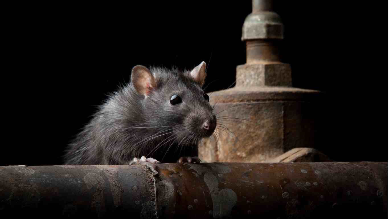 Most Common Types of Rodents in Northern California