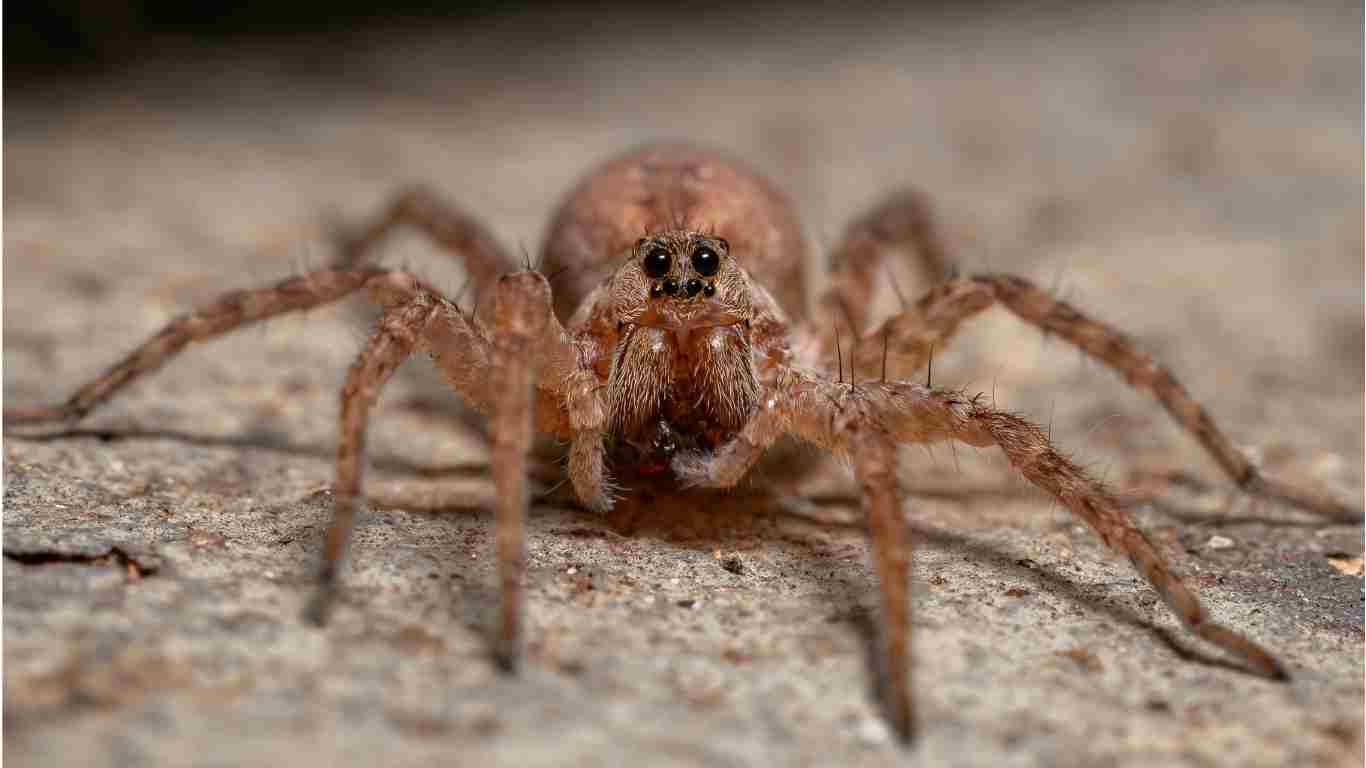 Common Types of Spiders in Fresno, CA [And How to Get Rid]