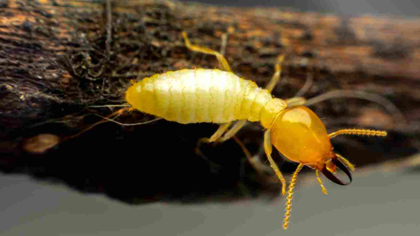 Common Termite Species Found in California and Termite Control