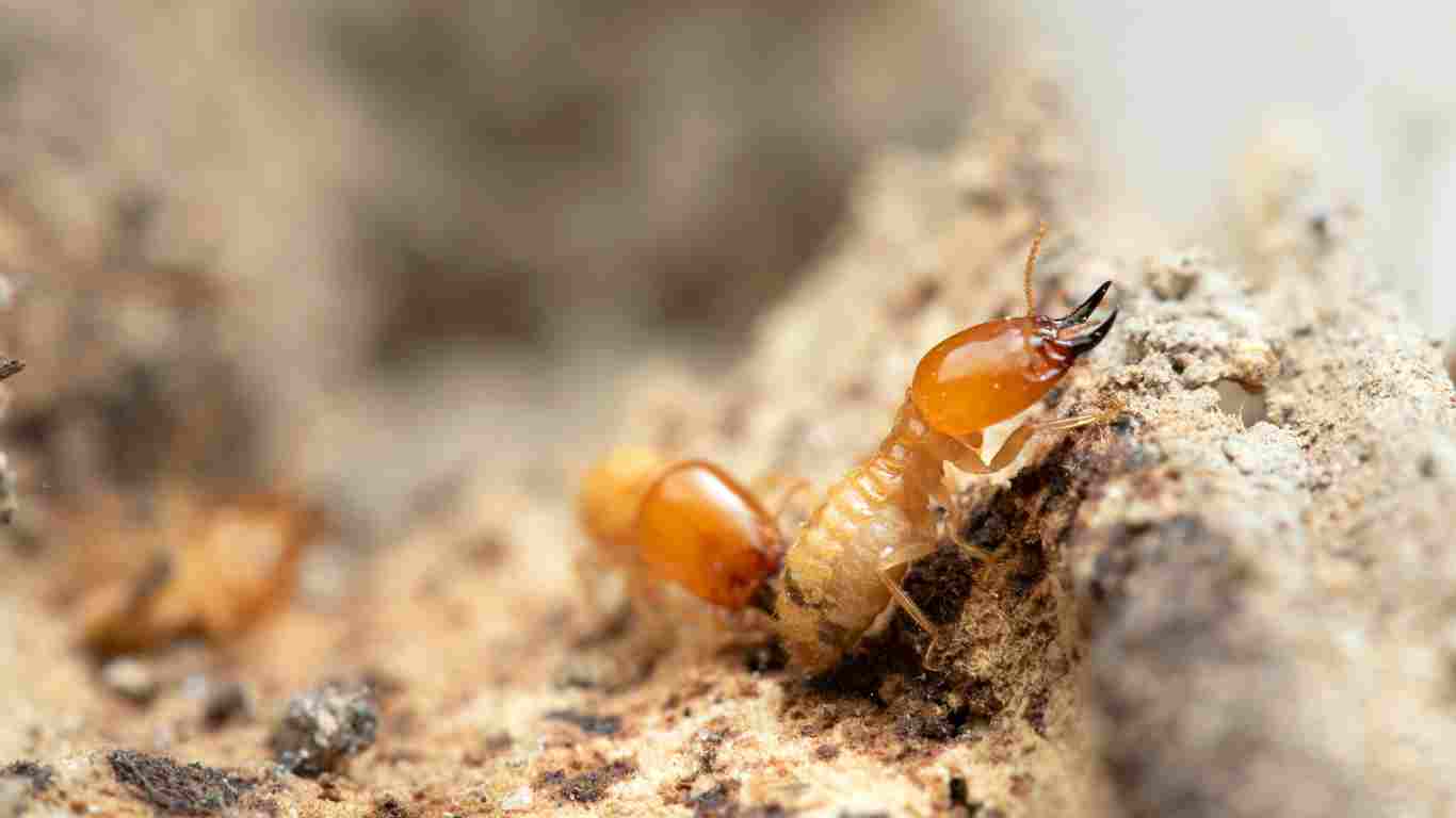 Common Termite Species Found in California and Termite Control