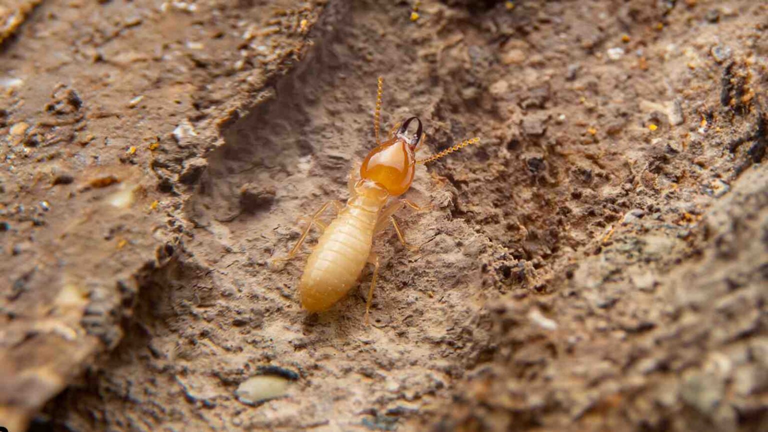 How to Prevent Termites in Your Home: Expert Tips for Protection