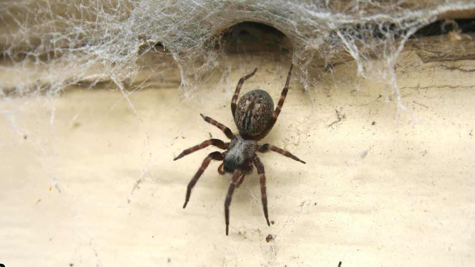 Common Household Spiders in Elk Grove, CA Id & Prevention