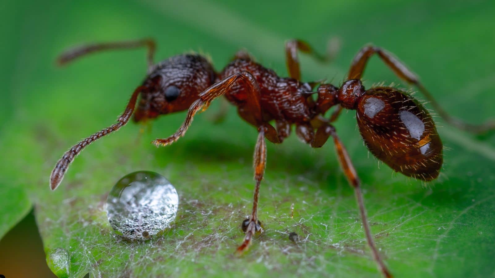 Types of Ants in Fresno, CA: Identification & How to Get Rid of Them