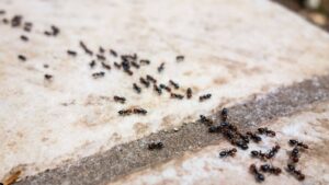 8 Telltale Signs of Bug Infestation