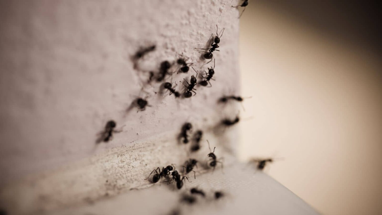 13 Warning Signs of an Ant Infestation in Your California Home