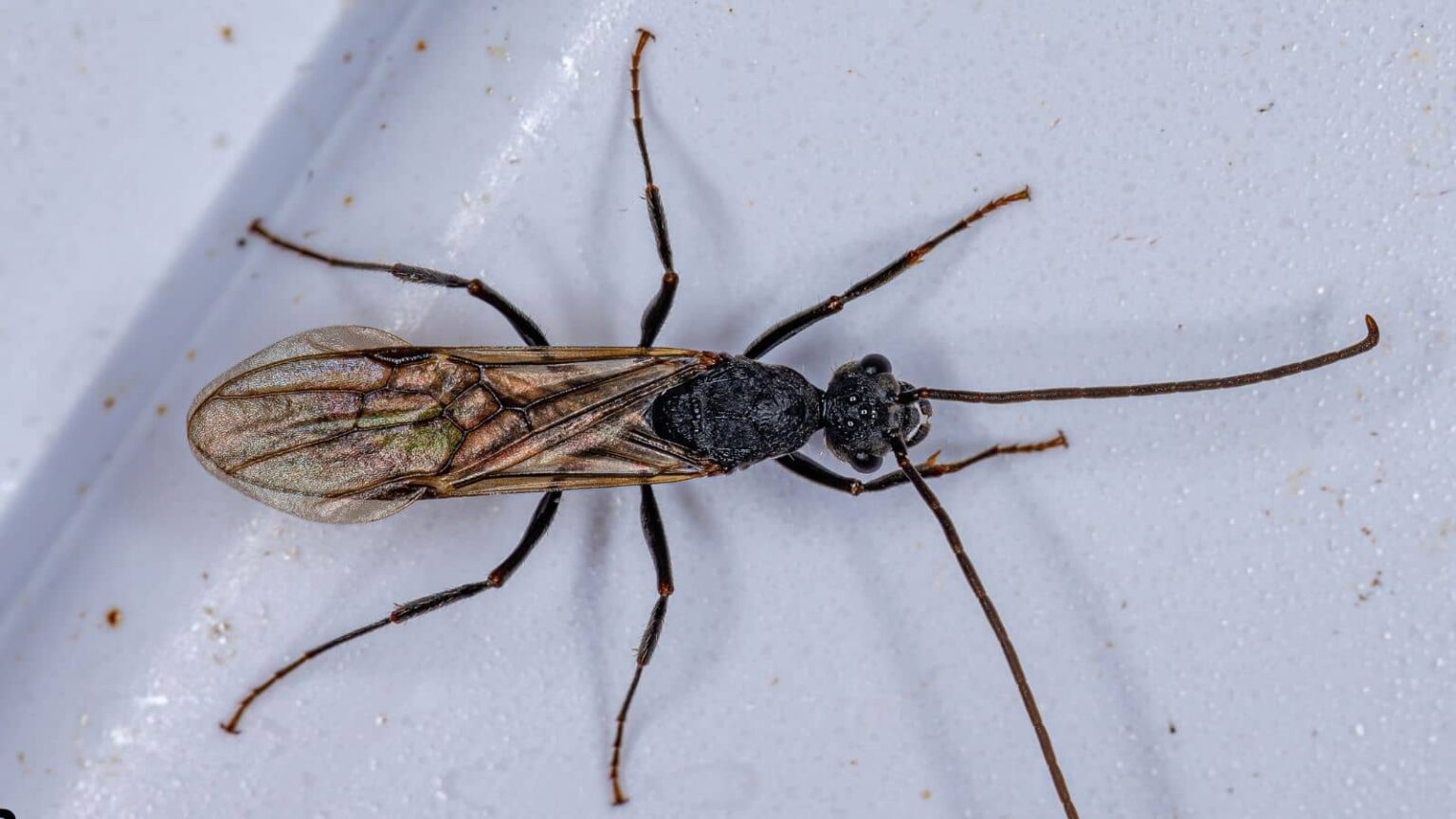 13 Warning Signs of an Ant Infestation in Your California Home